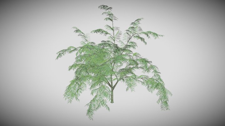 Mimosa 3D models - Sketchfab
