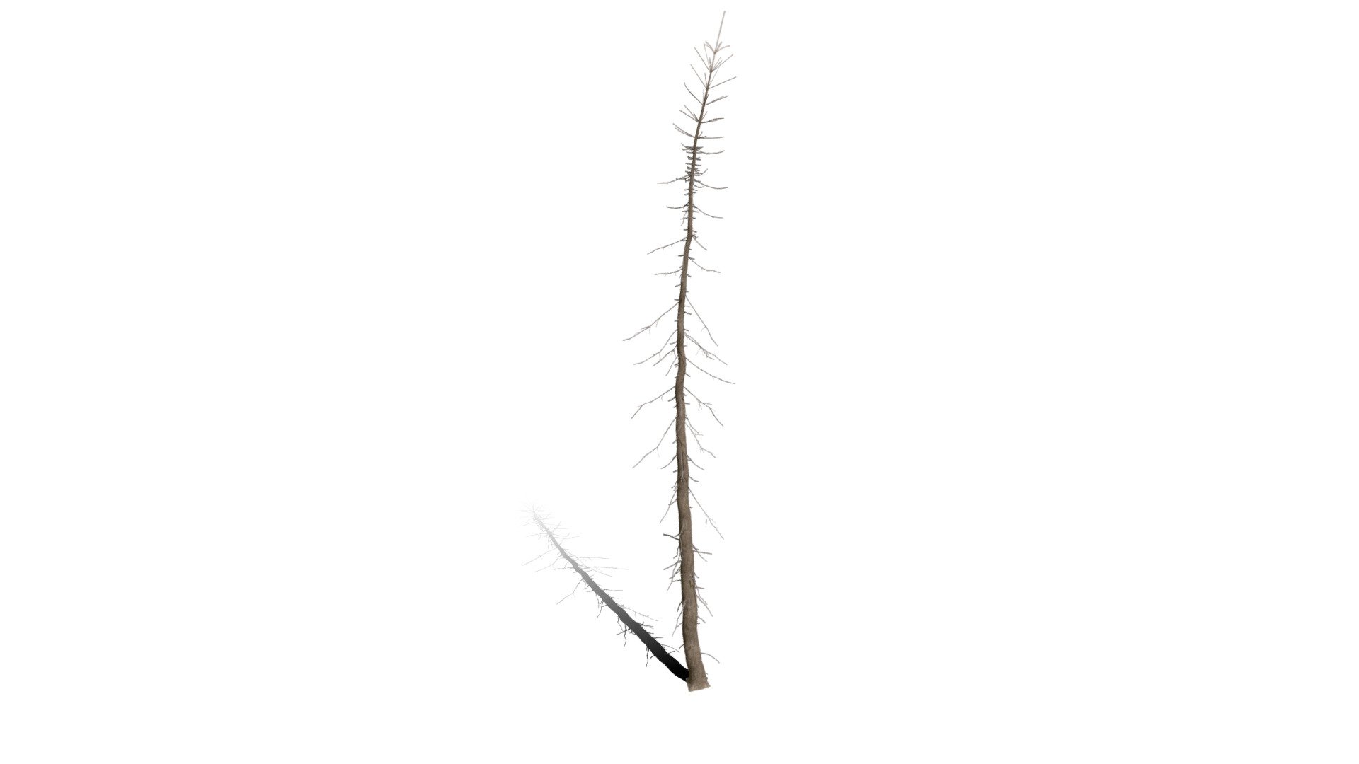 Realistic HD Colorado Blue spruce Koster (40/43) - Download Free 3D ...