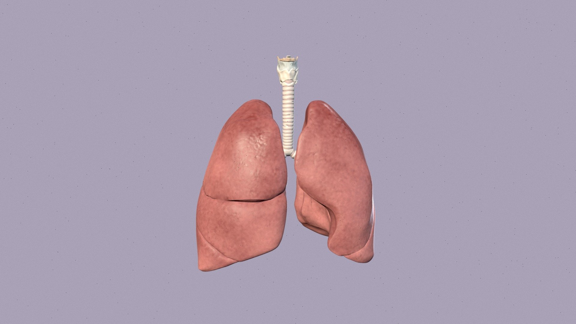 Anatomy of the Respiratory System - 3D model by Melinda Thompson ...