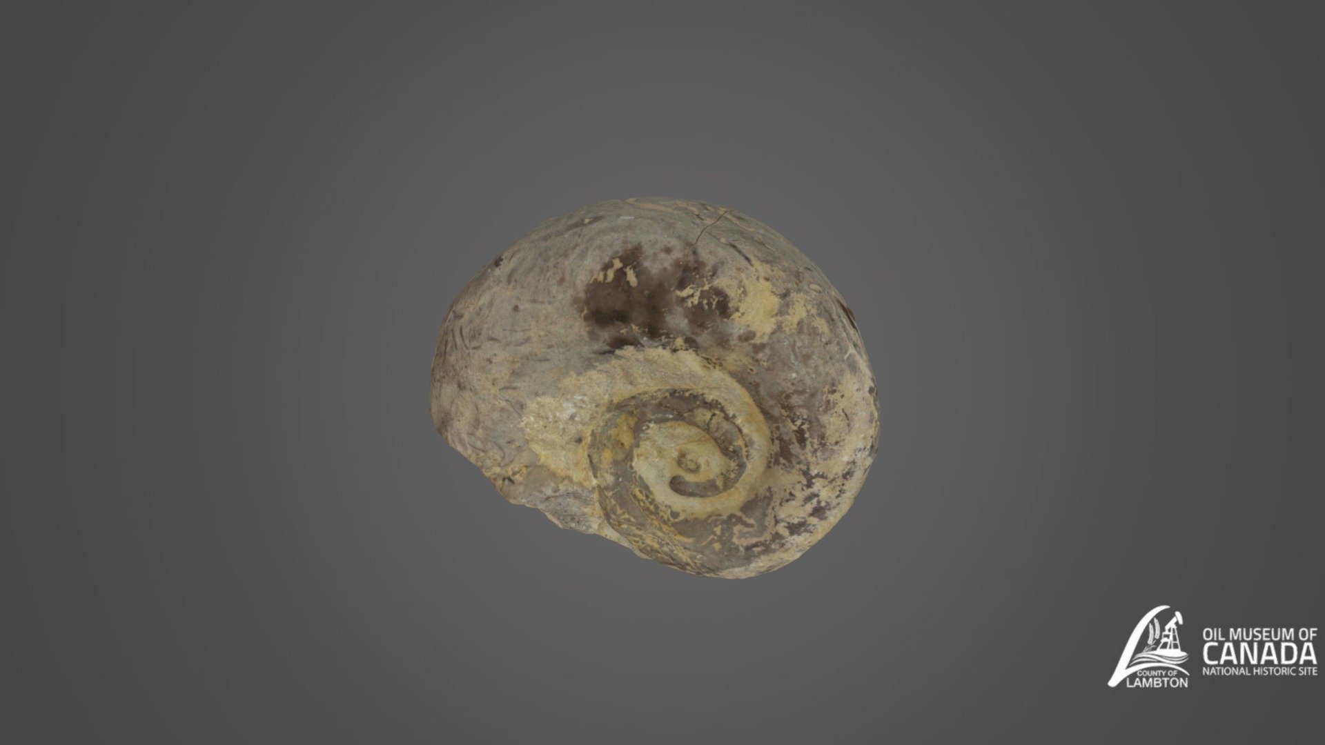 Ammonite - 3D model by Lambton County Museums (@lambtoncountymuseums ...