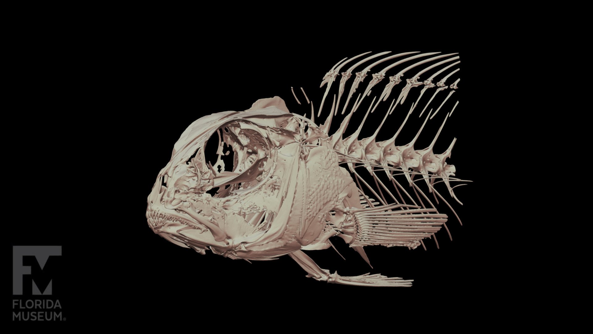Atlantic goldeneye tilefish - 3D model by FloridaMuseum [e818cc3 ...