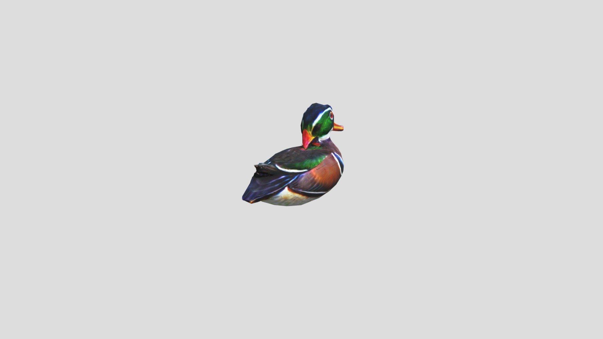 WOOD DUCK - Download Free 3D model by Anginio.Torres.Rodriguez [e81dcd8 ...