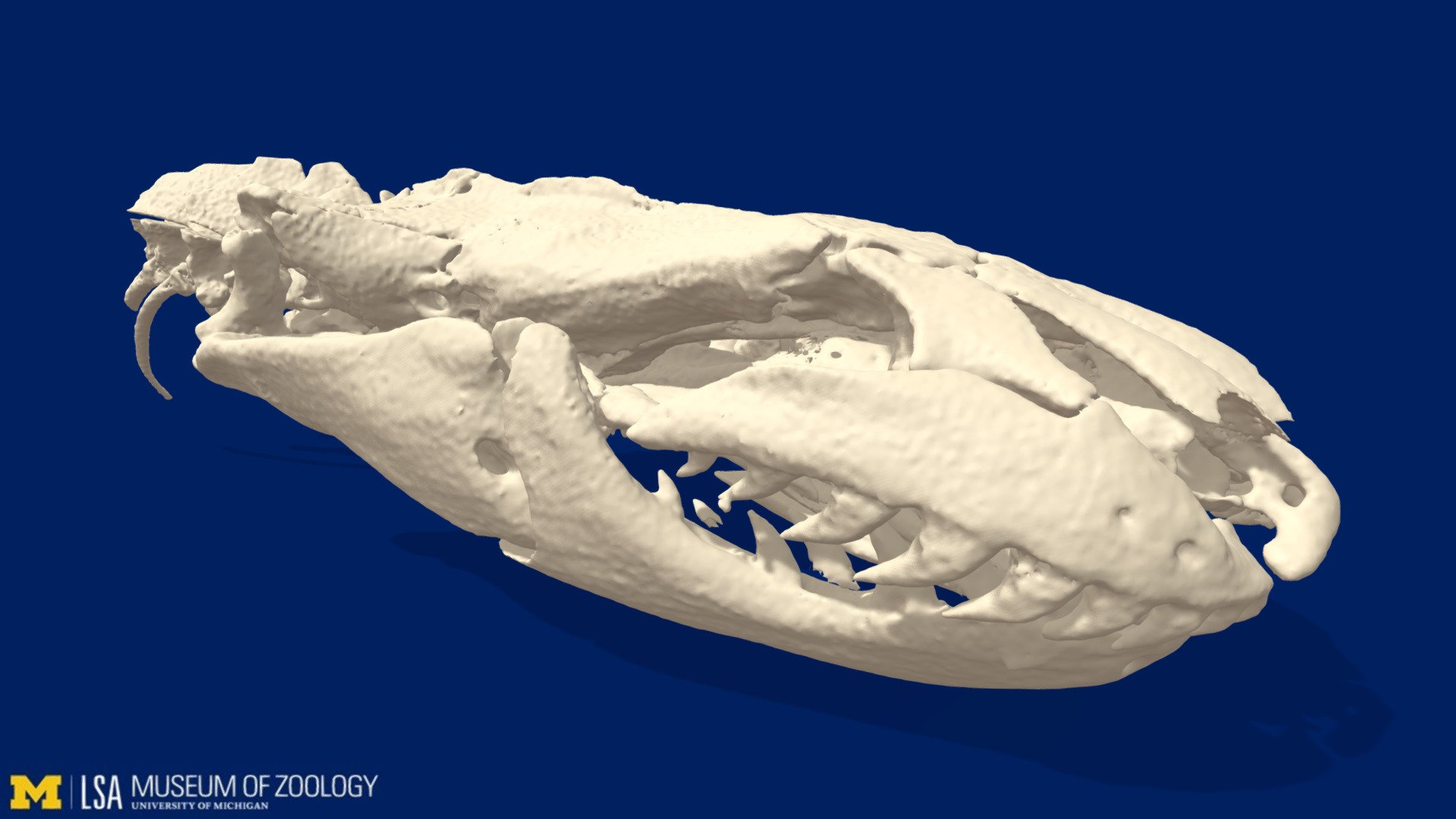 False coral snake skull - 3D model by Michigan Herpetology (UMMZ ...
