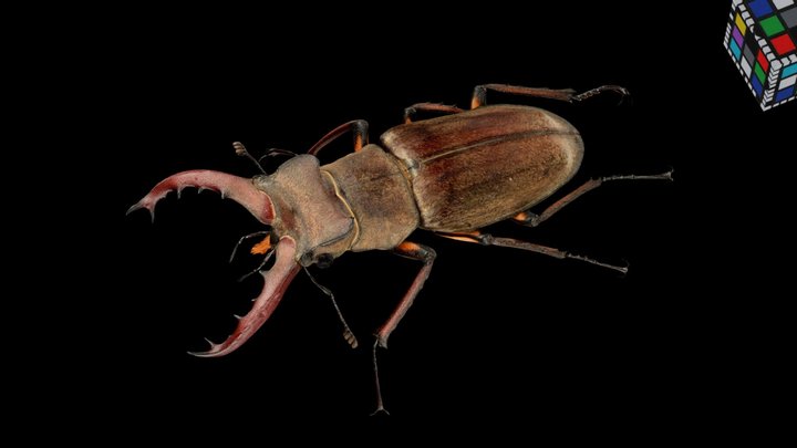 Insect 3D models - Sketchfab