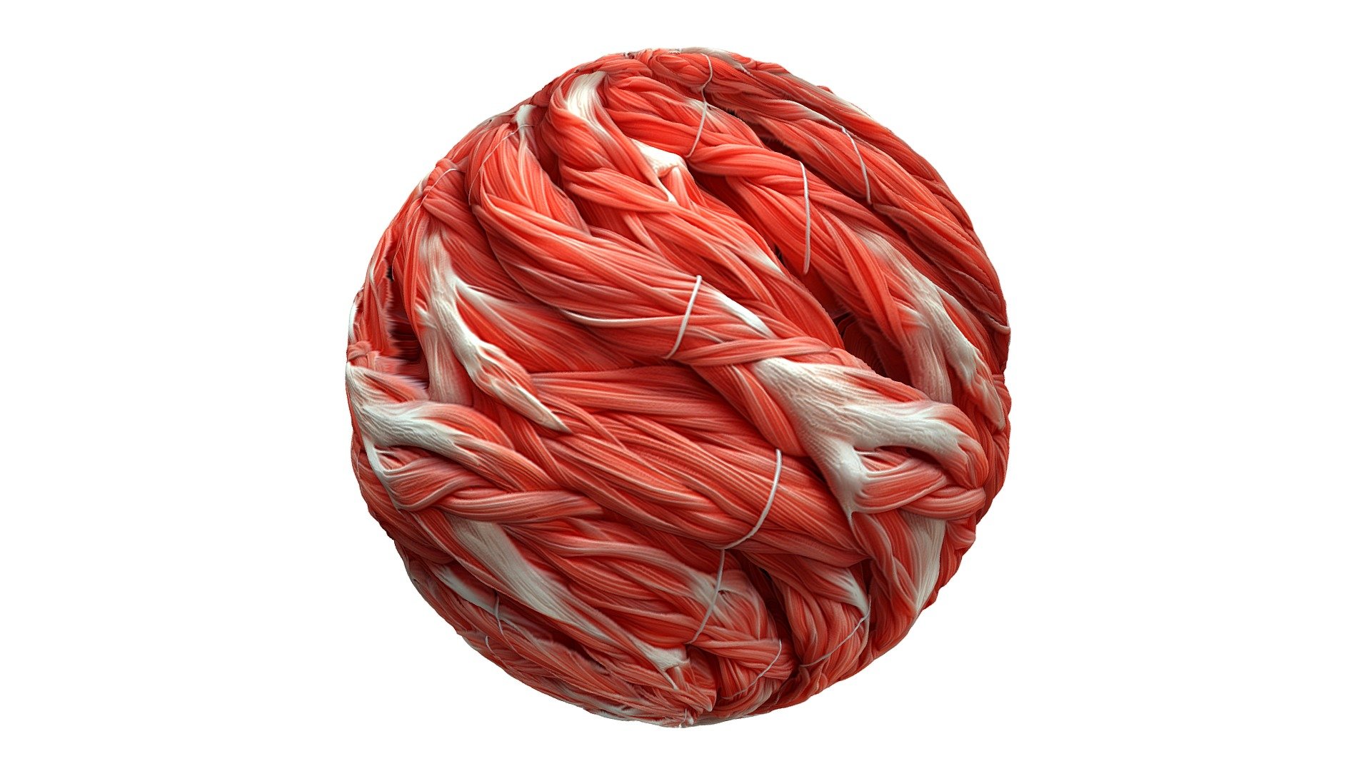 Anatomy Seamless Texture - Buy Royalty Free 3D model by zames1992 [e8238cf] - Sketchfab Store