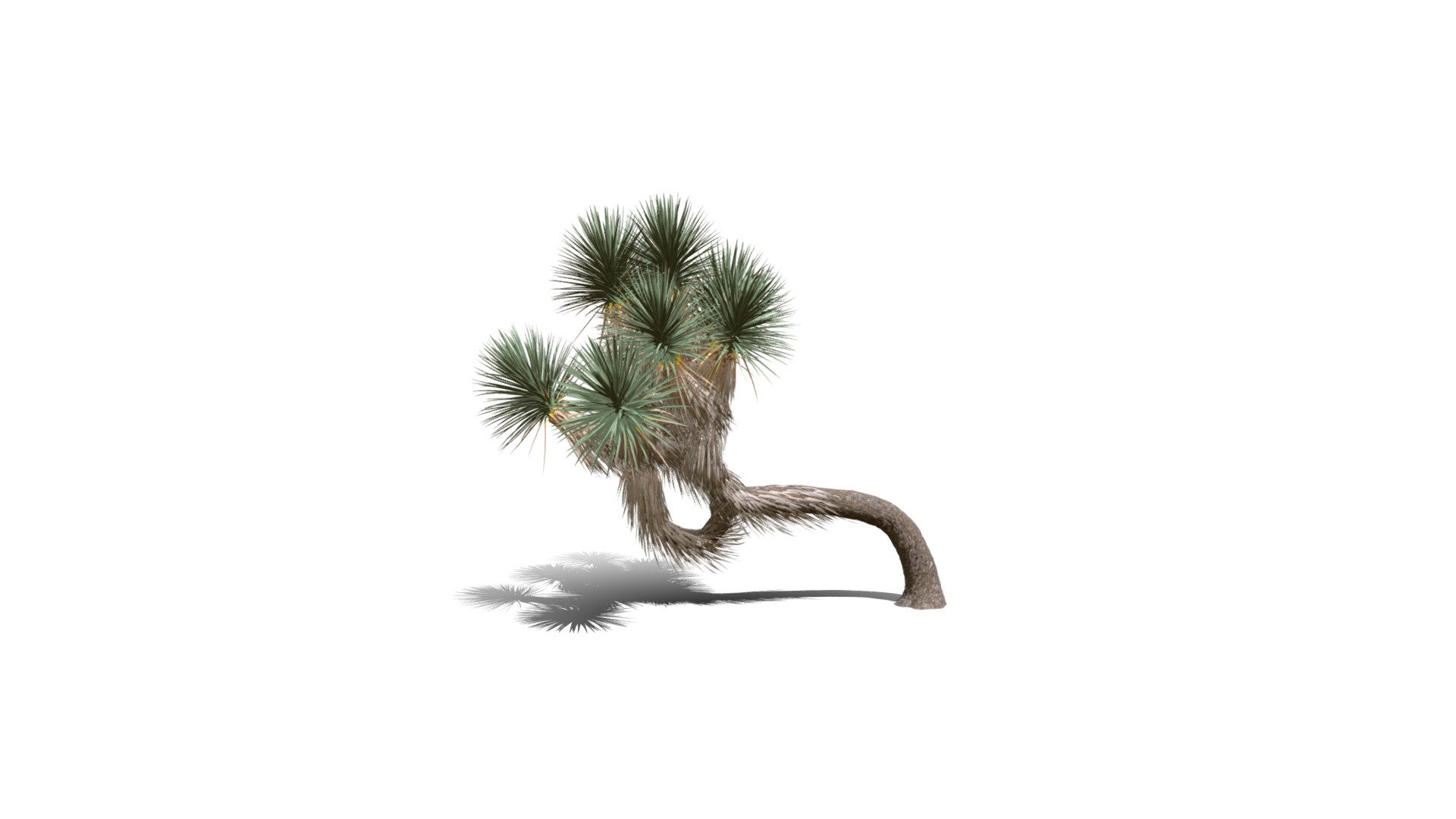Realistic HD Joshua tree (23/30) - Download Free 3D model by ...