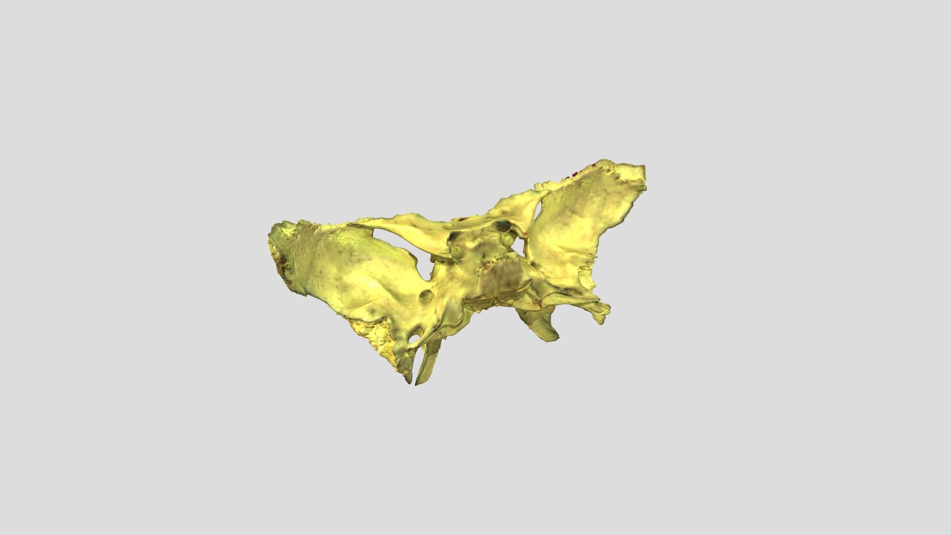 Sphenoid bone - 3D model by kucharm [e826e05] - Sketchfab