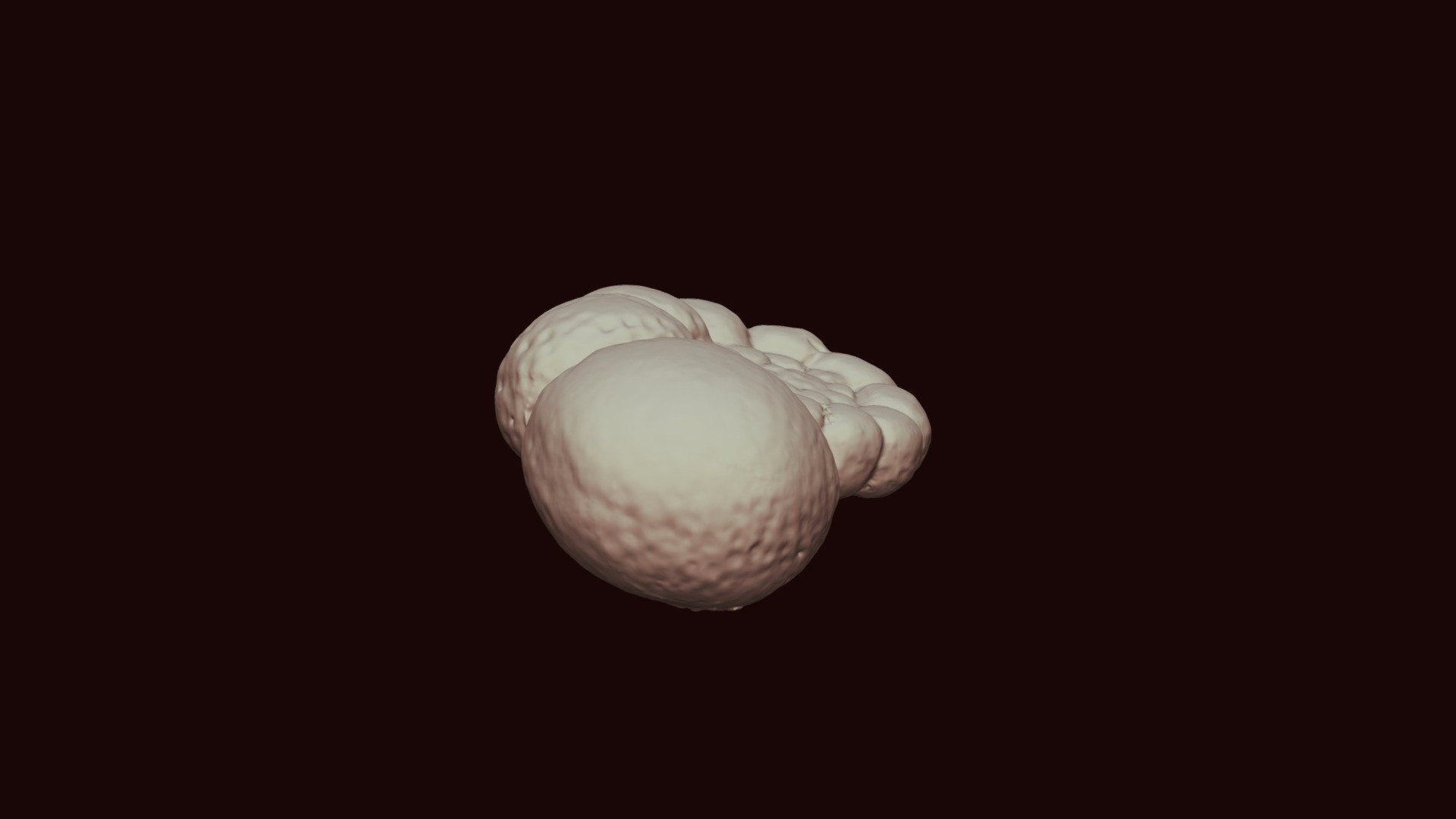 Operculina d'Orbigny, 1826 - 3D model by TheRLab [e82ad4b] - Sketchfab