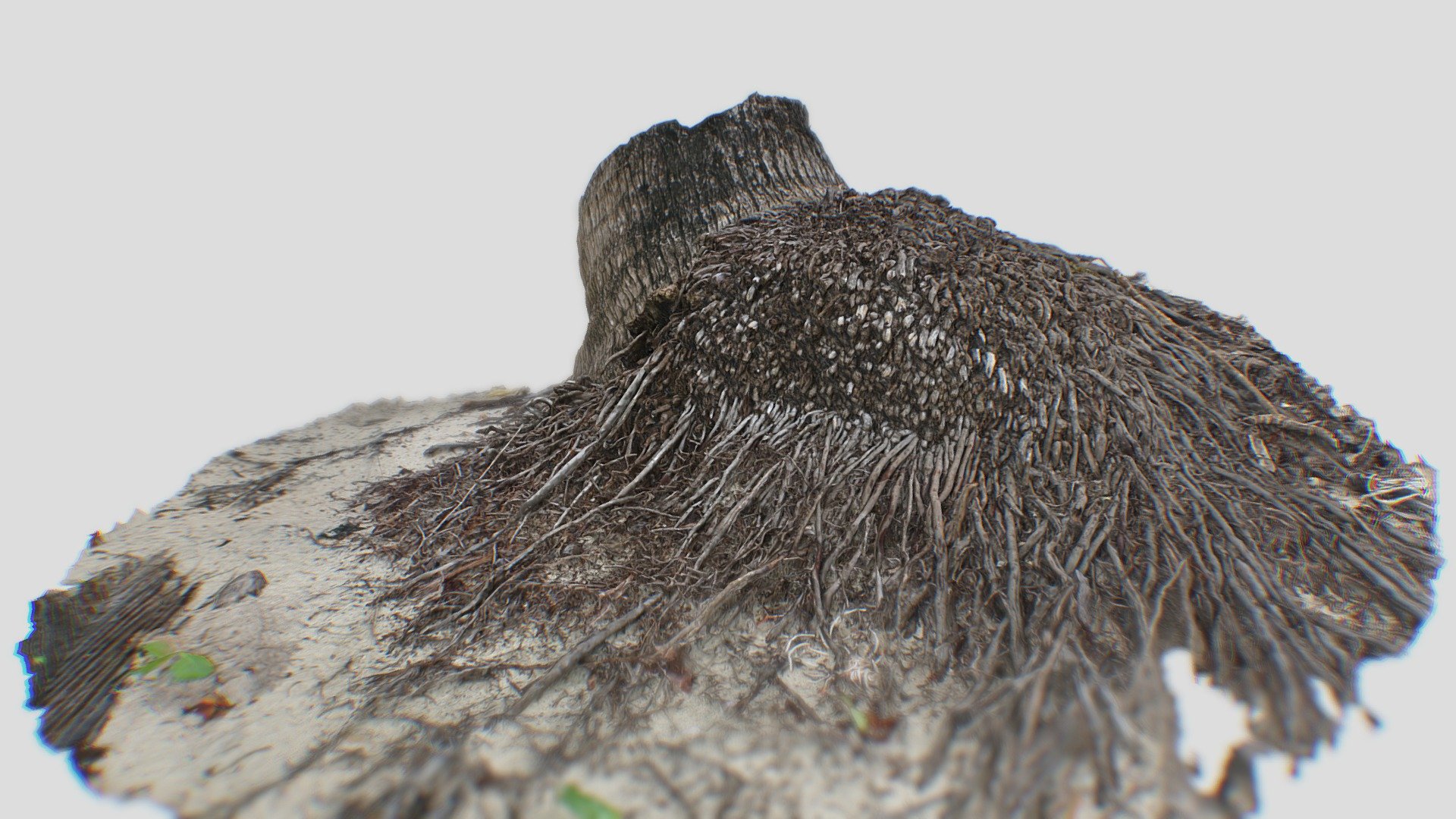 Palm Base - Download Free 3D model by stuff scanner (@boypuff) [e82daa5 ...