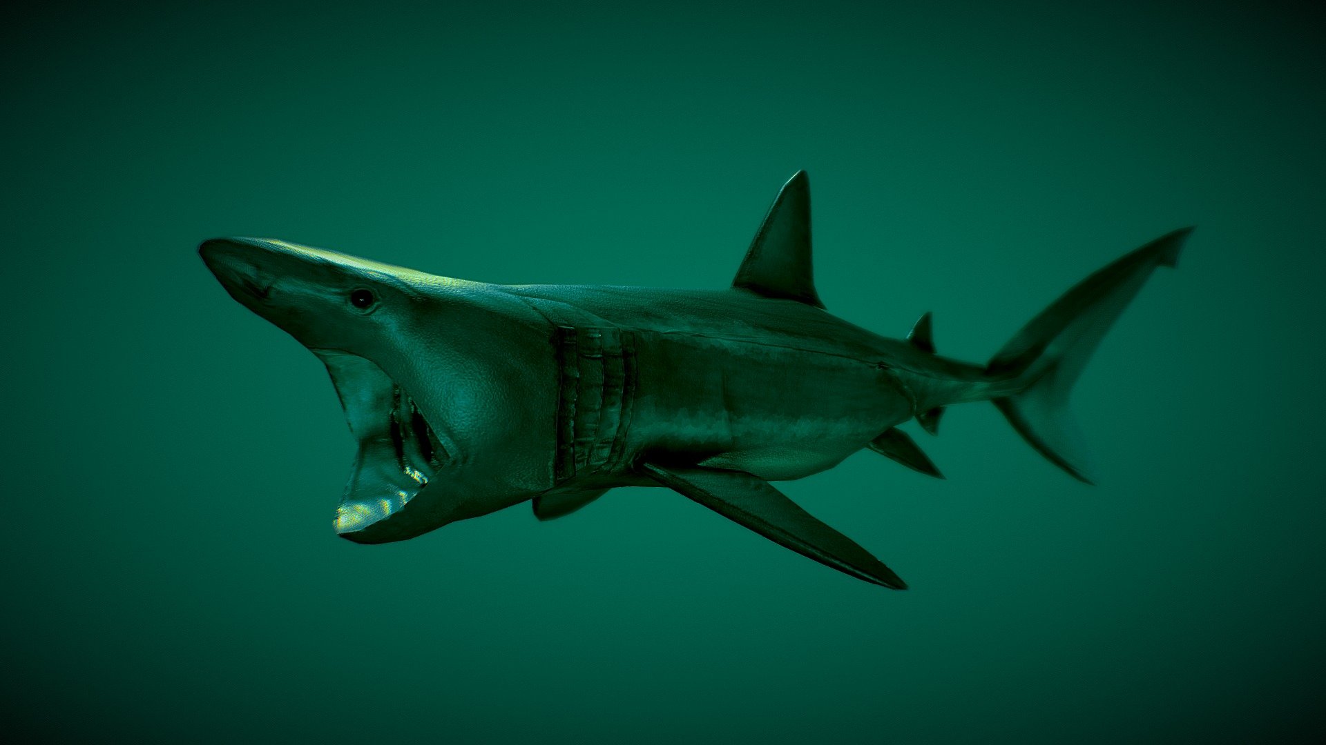Basking Shark Stylized - 3D model by sharkingaround [e82e855] - Sketchfab