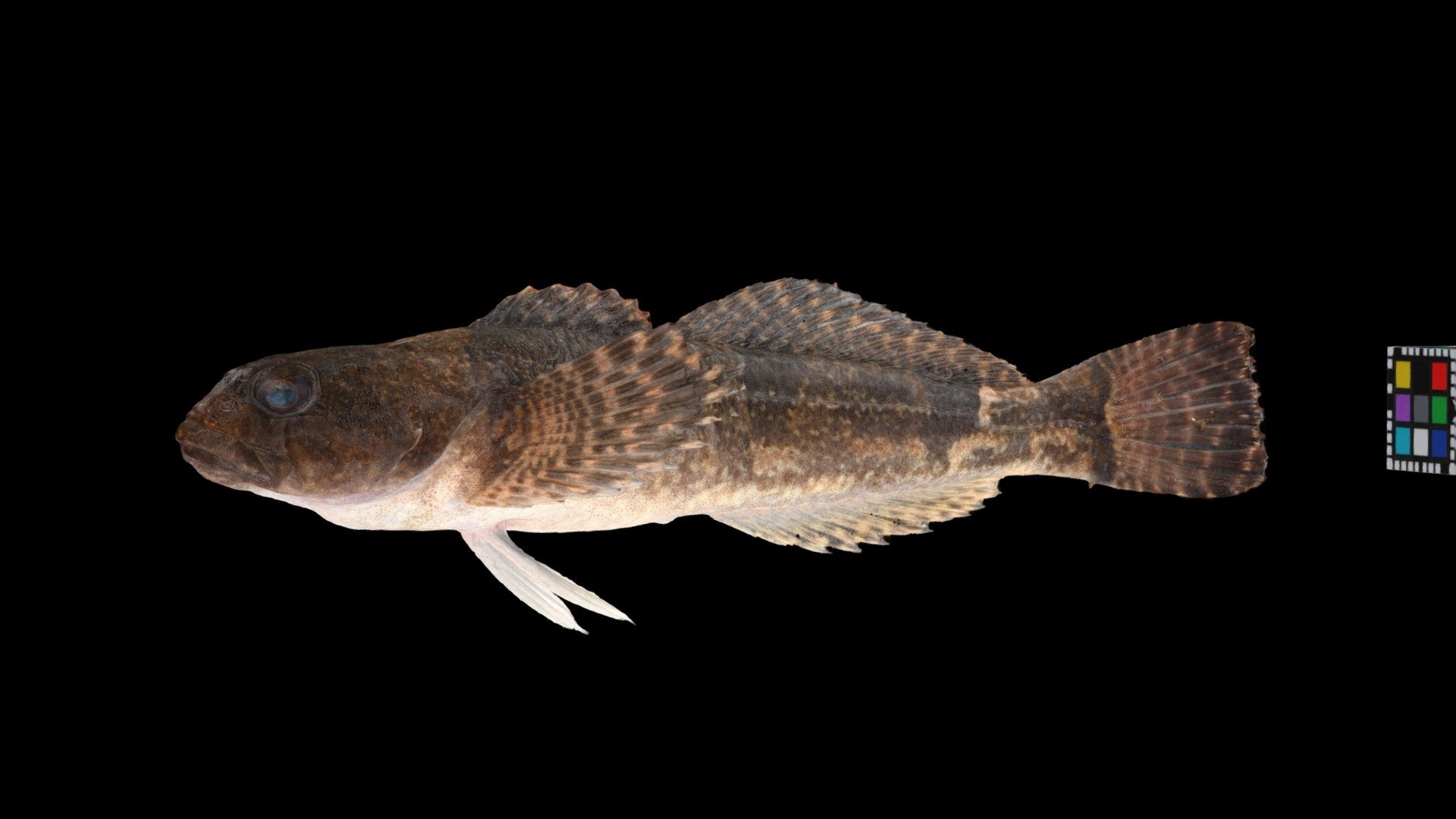 Cottus Bairdi