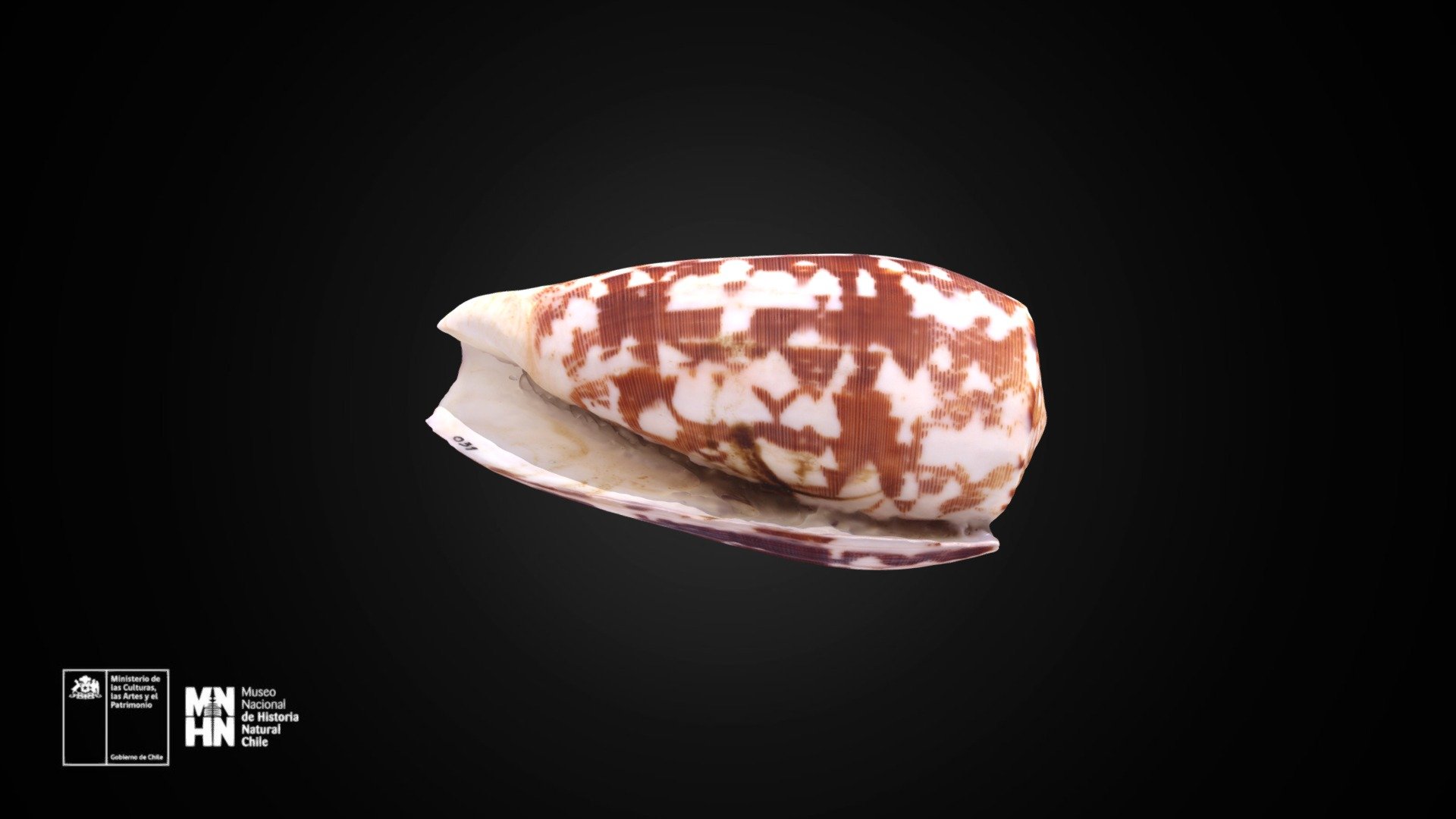 Conus striatus striatus Linnaeus 31, 1758 - Download Free 3D model by ...