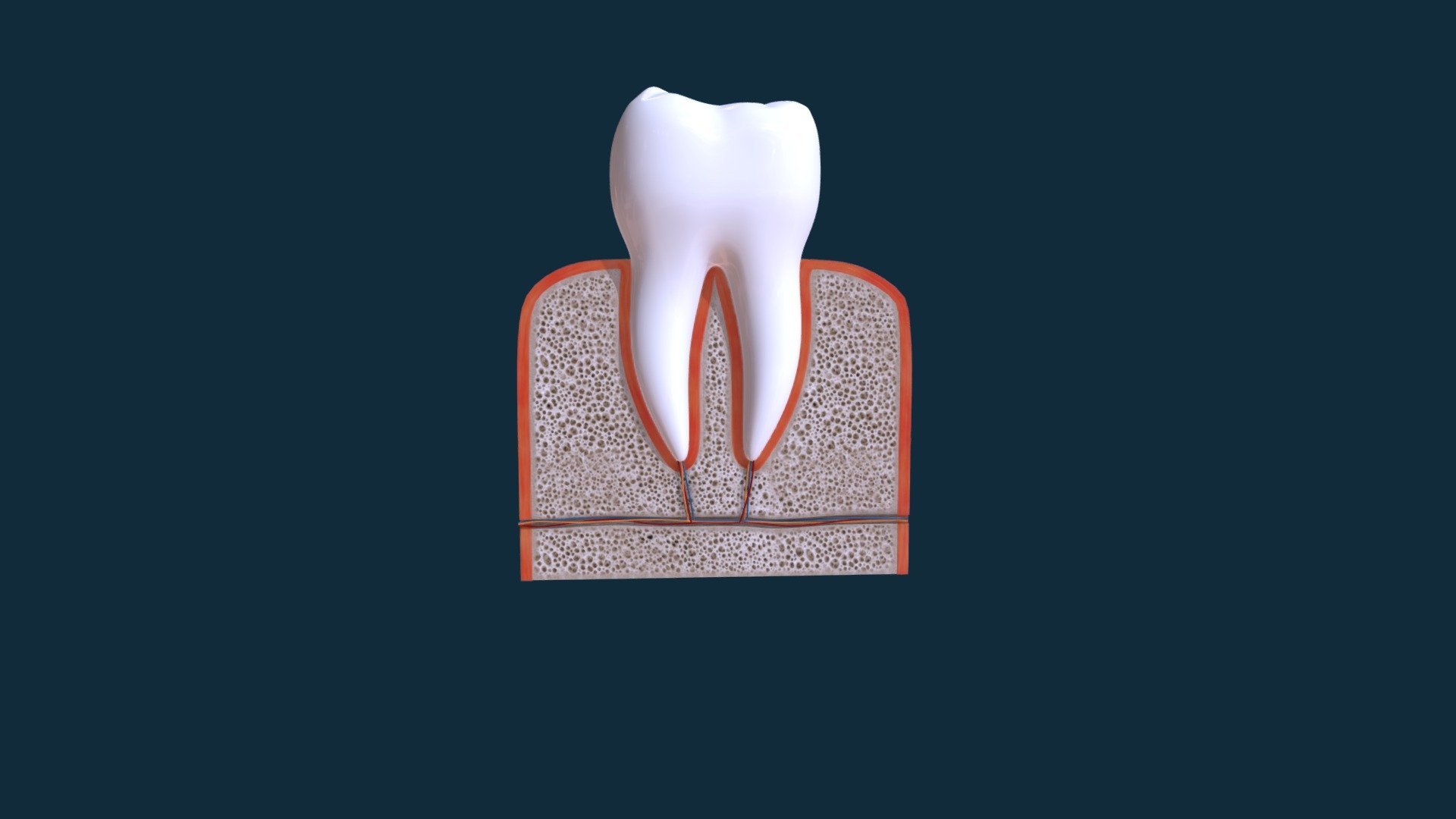 Teeth_Structure_v2 - 3D model by Interactive (@interactiveforyou ...