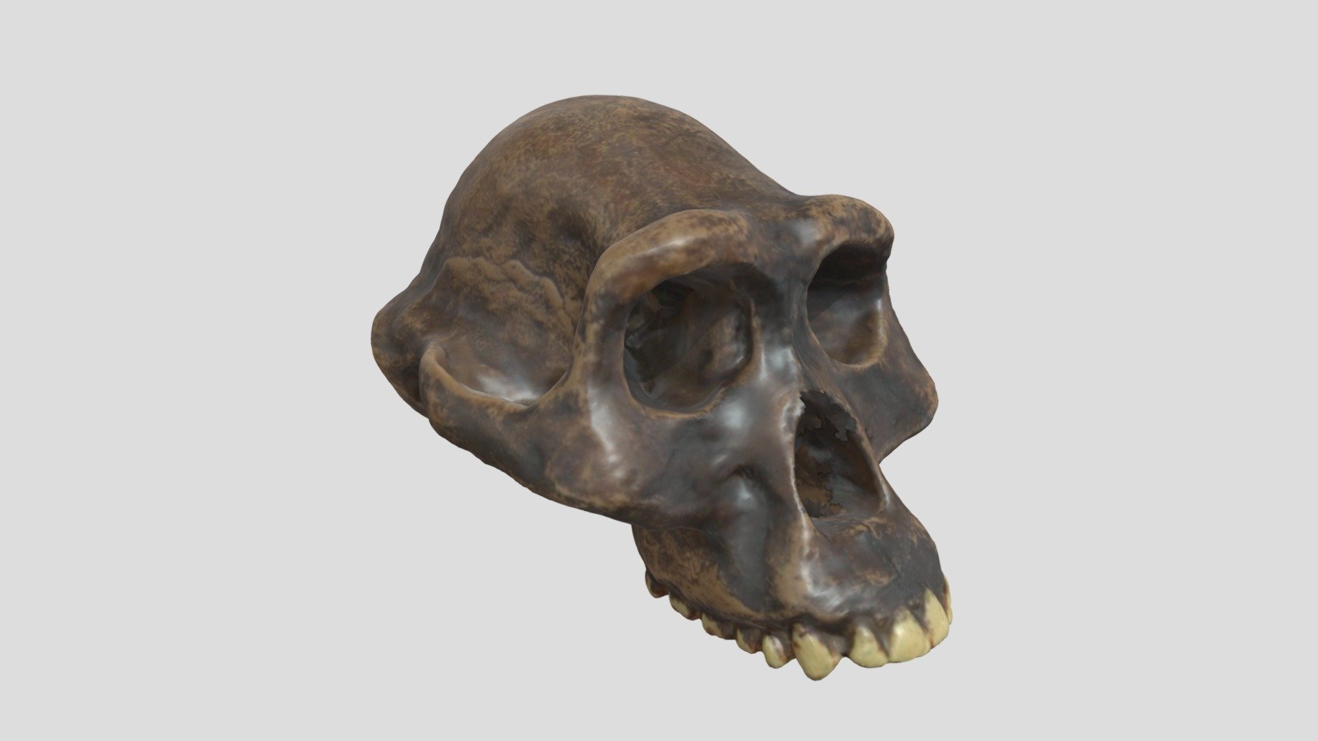Australopithecus afarensis (crâne seul) - 3D model by Service de ...
