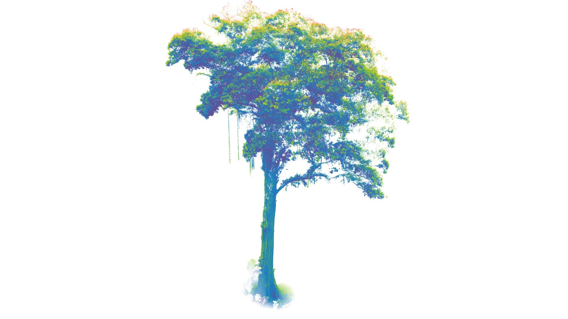 Even larger Jequitiba in Brazil (51m!) - 3D model by Q-ForestLab (Ghent University) (@CAVElab ...