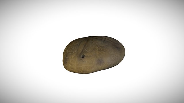 Purple-heart-urchin 3D models - Sketchfab
