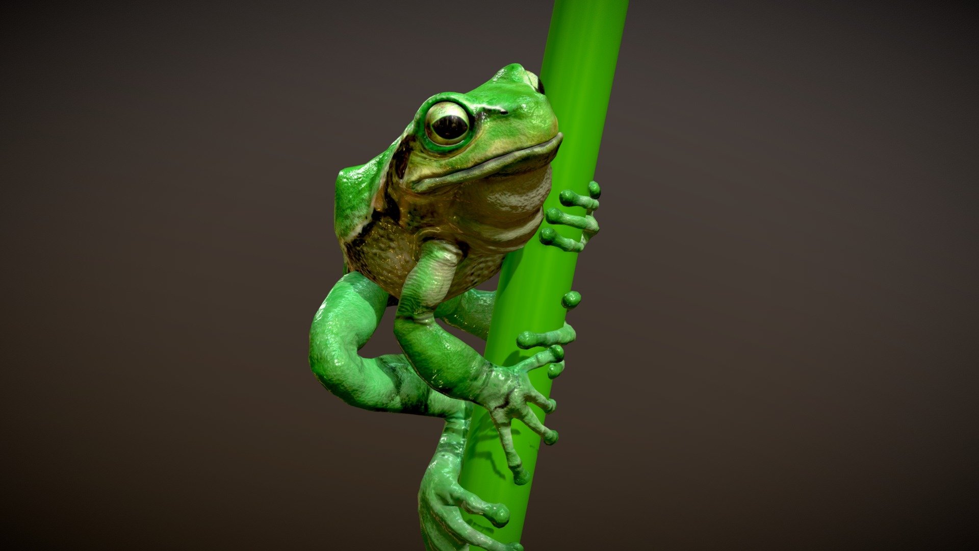 European Tree Frog - Buy Royalty Free 3D model by Nestaeric [e8459fa ...