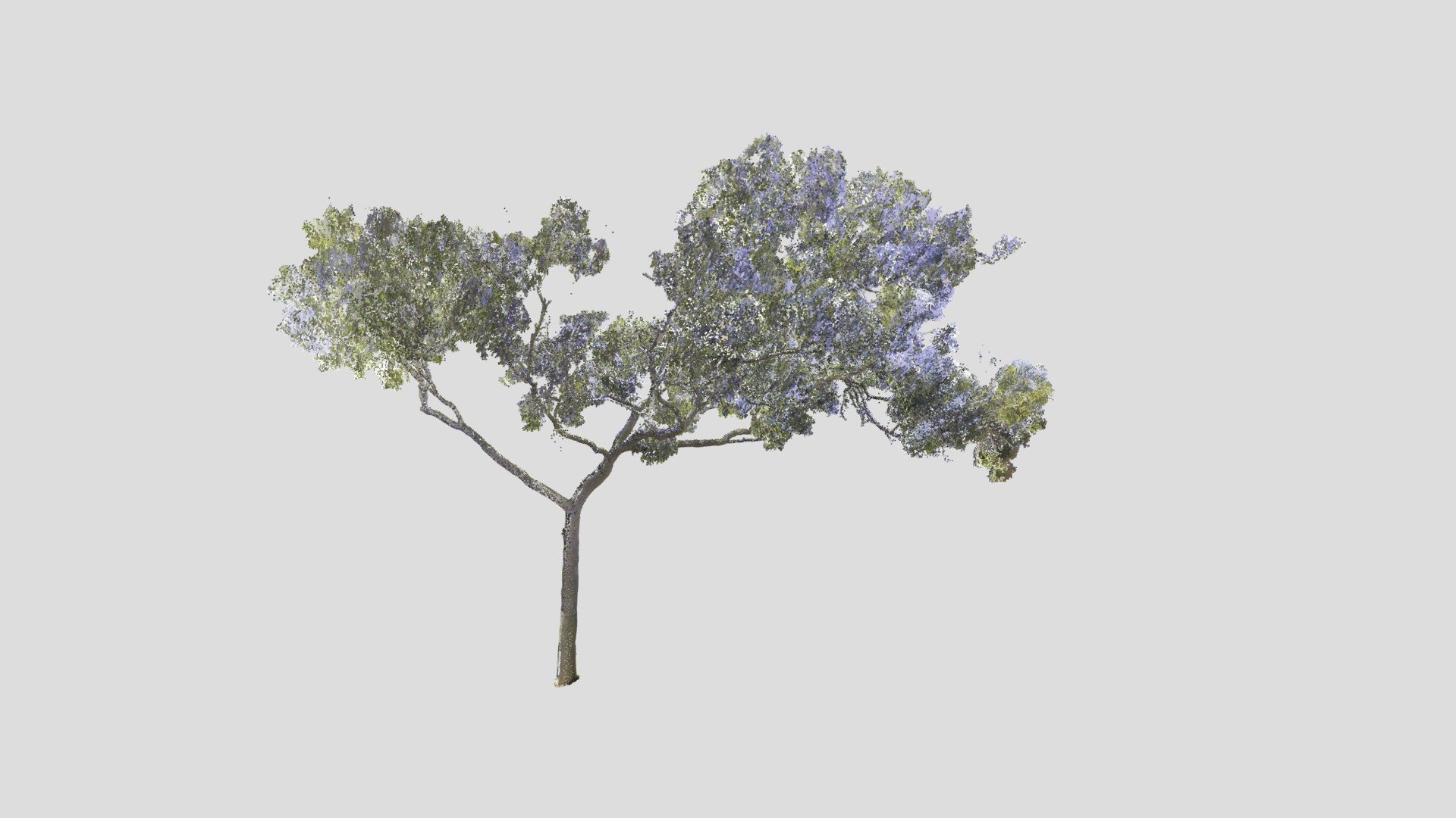 Tree Point Cloud - Buy Royalty Free 3D model by magnum_opus (@tree ...