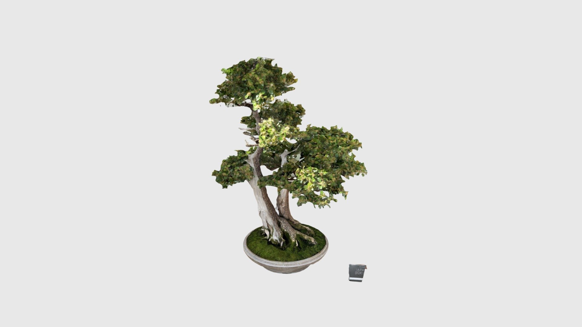 Bonsai tree - Download Free 3D model by Peter Farell (@zatamite ...