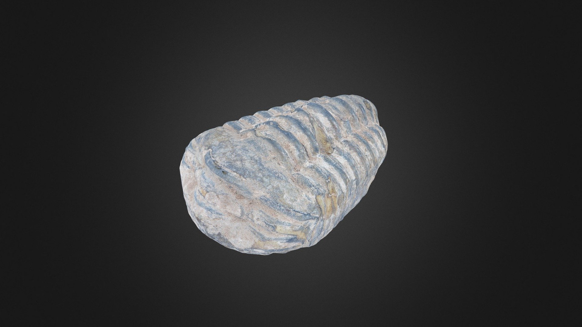 VG&M Collection: Trilobite - 3D model by Archaeology, Classics and ...