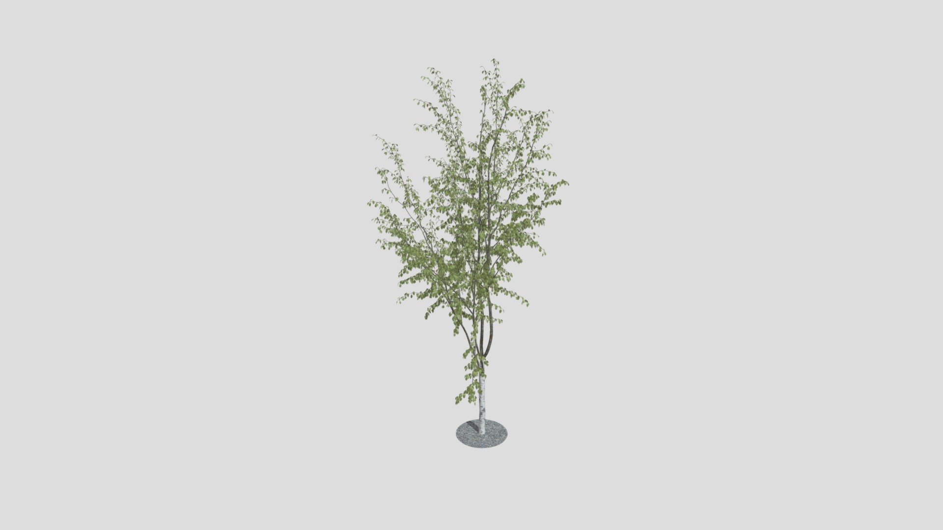 tree 29 AM207 Archmodel - Buy Royalty Free 3D model by Evermotion ...