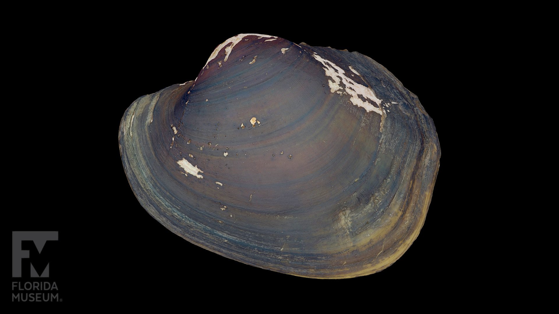 Sandbank pocketbook - Freshwater Mussel - 3D model by FloridaMuseum ...