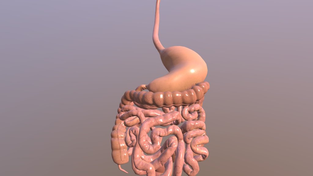 Digestive System - A 3D model collection by prof.eduardo.nolasco ...