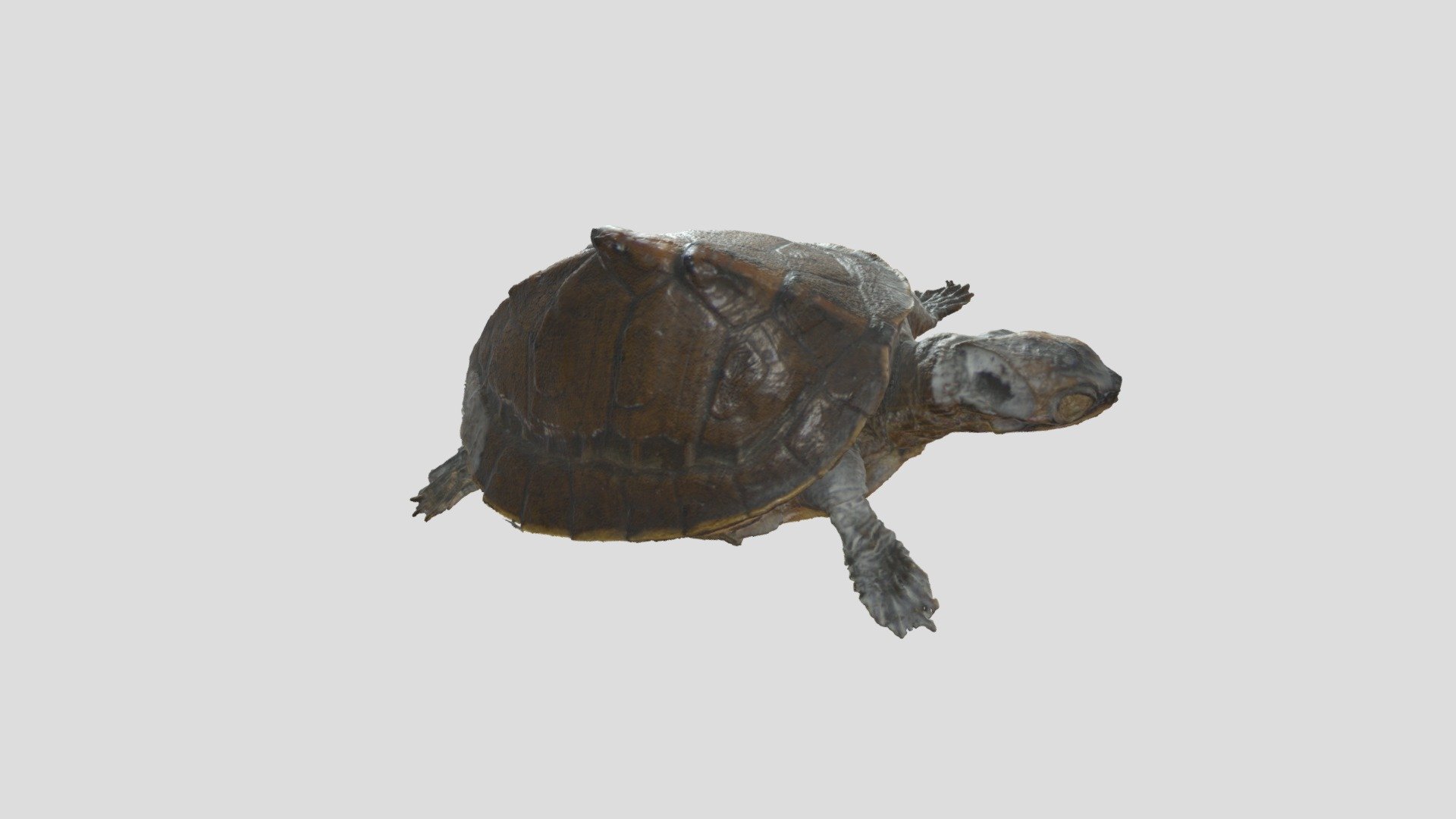 Indian Roofed Turtle, Pangashura tecta - 3D model by EvoMorphoLab ...