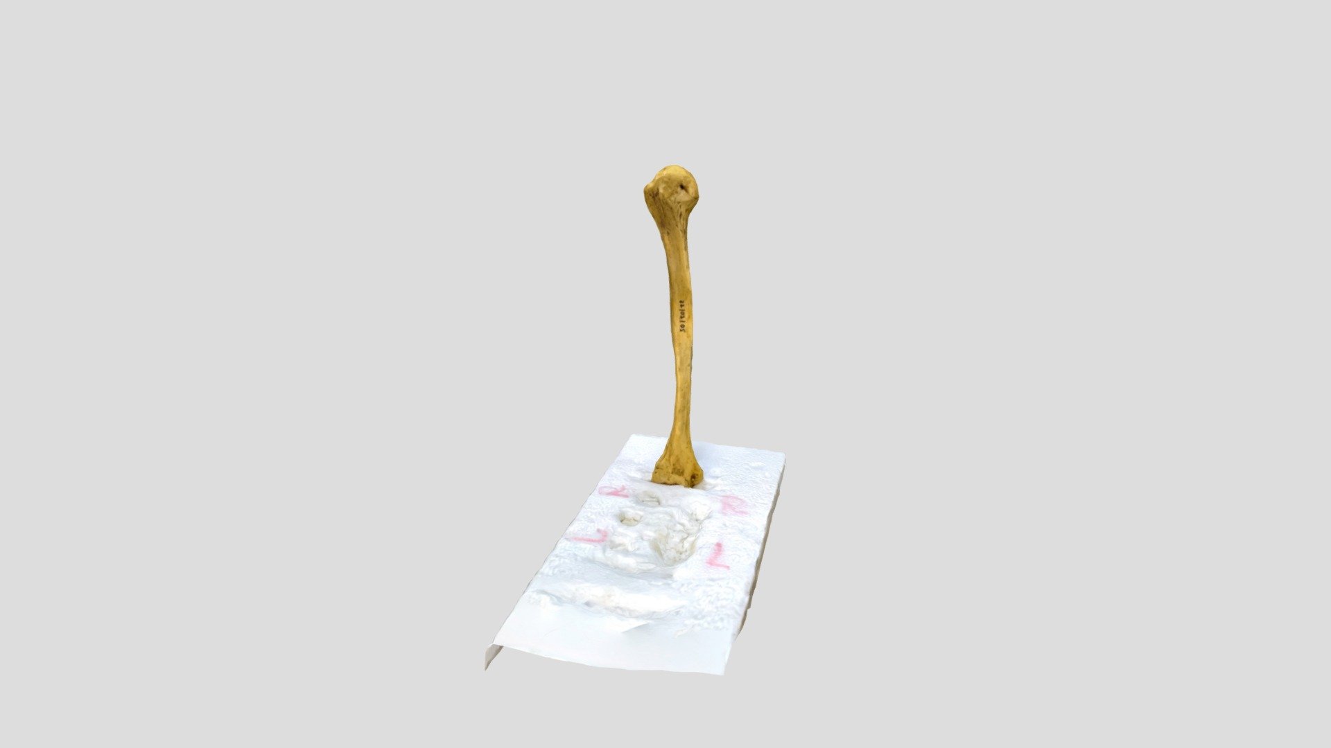 Humerus-2 - 3D model by prajjawalit [e8657aa] - Sketchfab