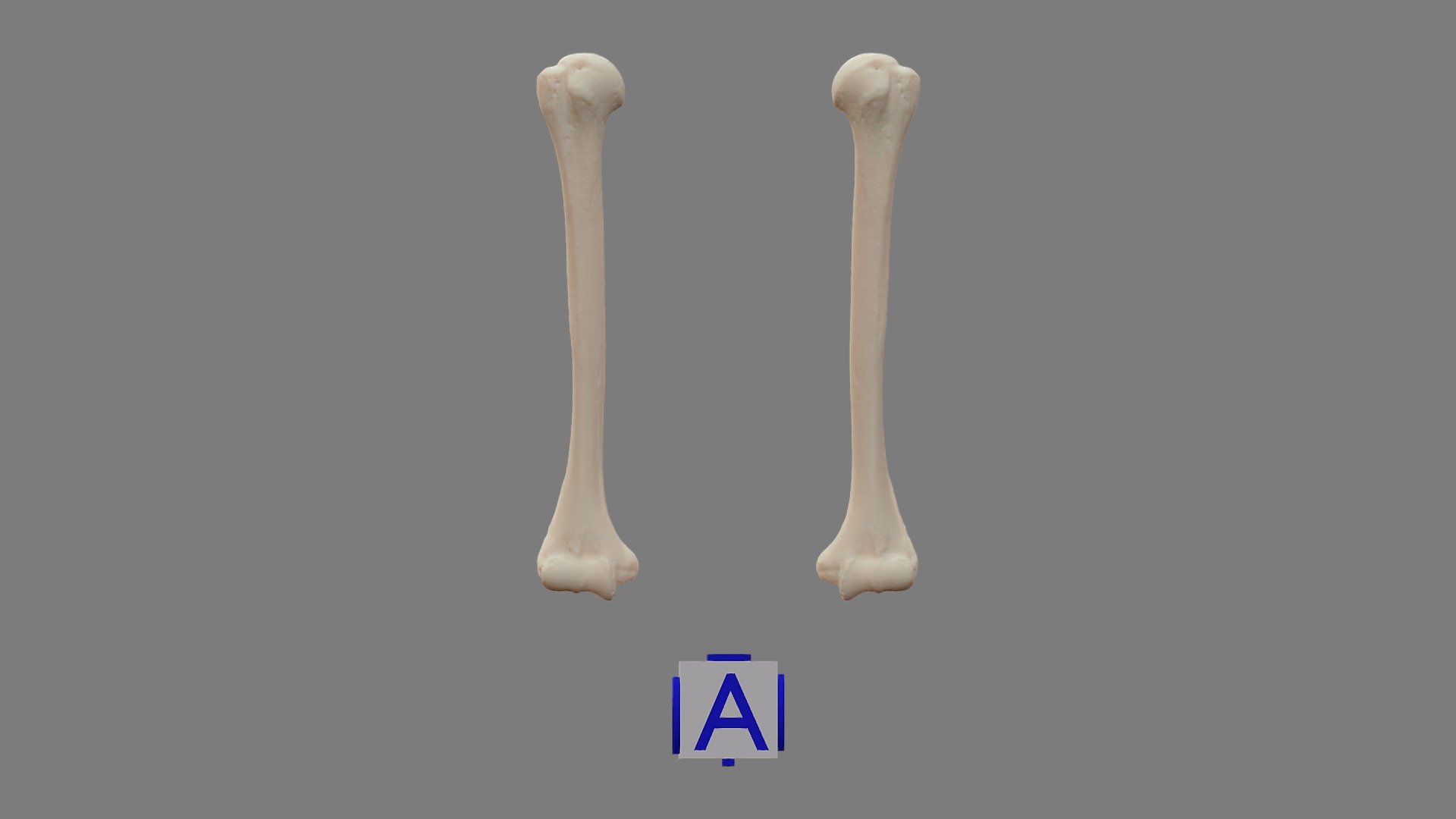 Left and Right Humerus (Human) - Download Free 3D model by Terrie ...