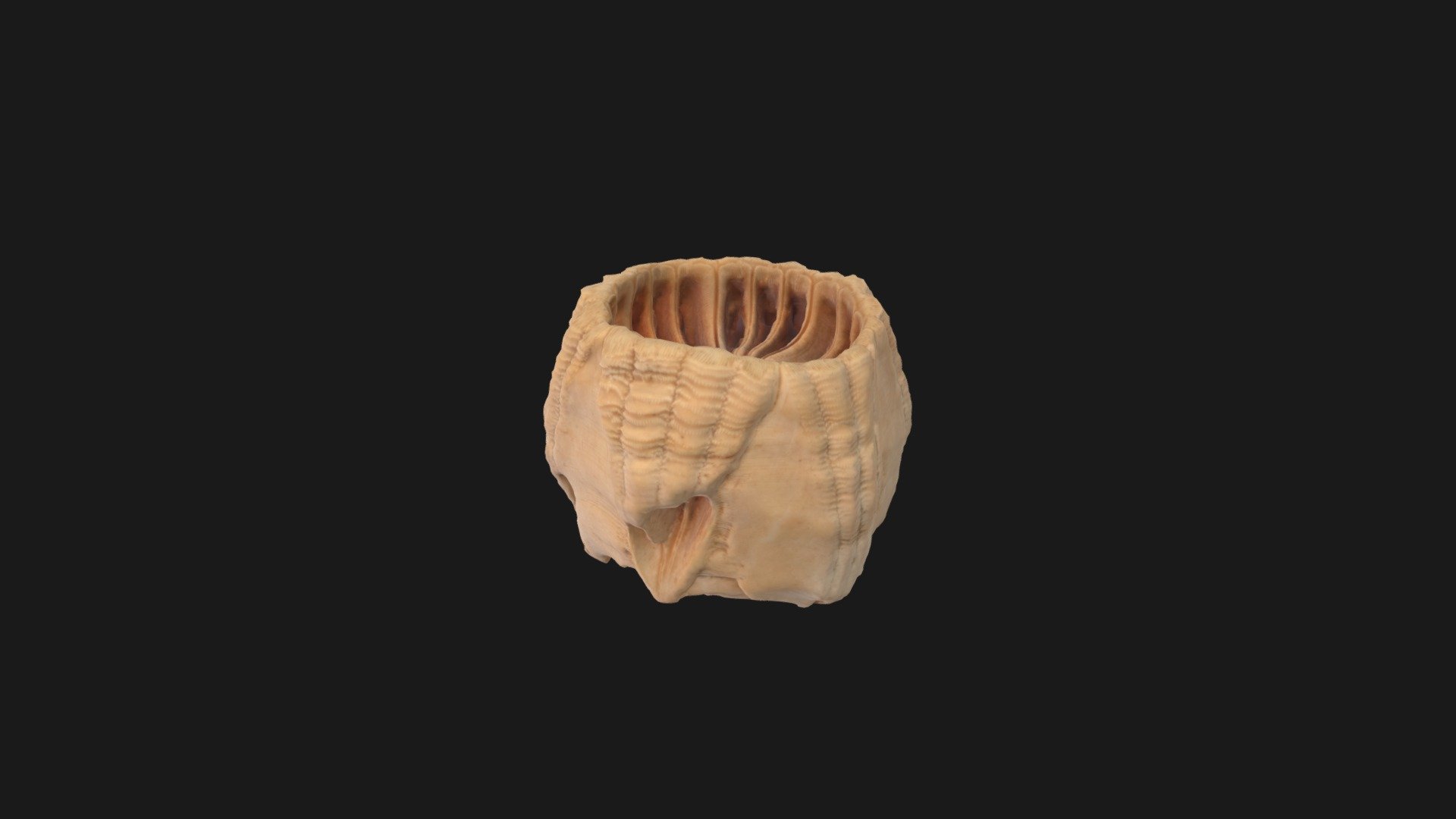 Whale Barnacle - 3D model by The Rock Art Portal (@Rock_Art_Portal ...