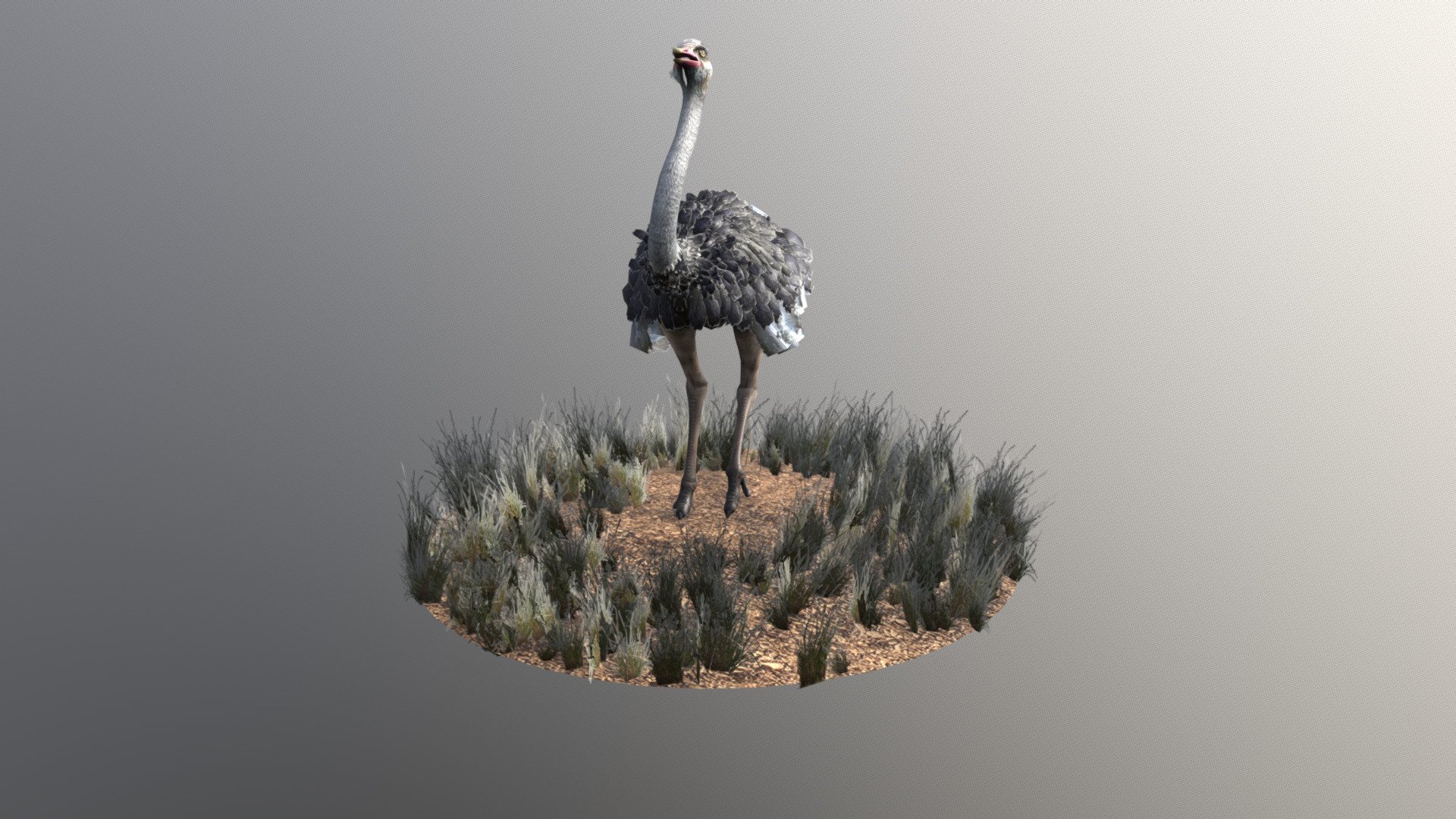 Ostrich_V2 - 3D model by Vida Systems (@objects1) [e868ea9] - Sketchfab
