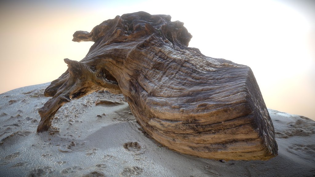 Beach Tree Stump 2 - 3D model by Bex (@bexfx) [e86d5bf] - Sketchfab