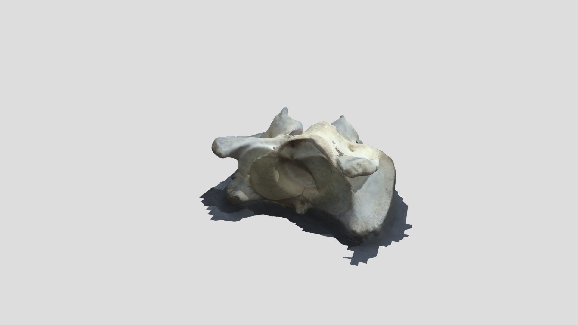 cow atlas - 3D model by ellibetpet [e86e3a3] - Sketchfab