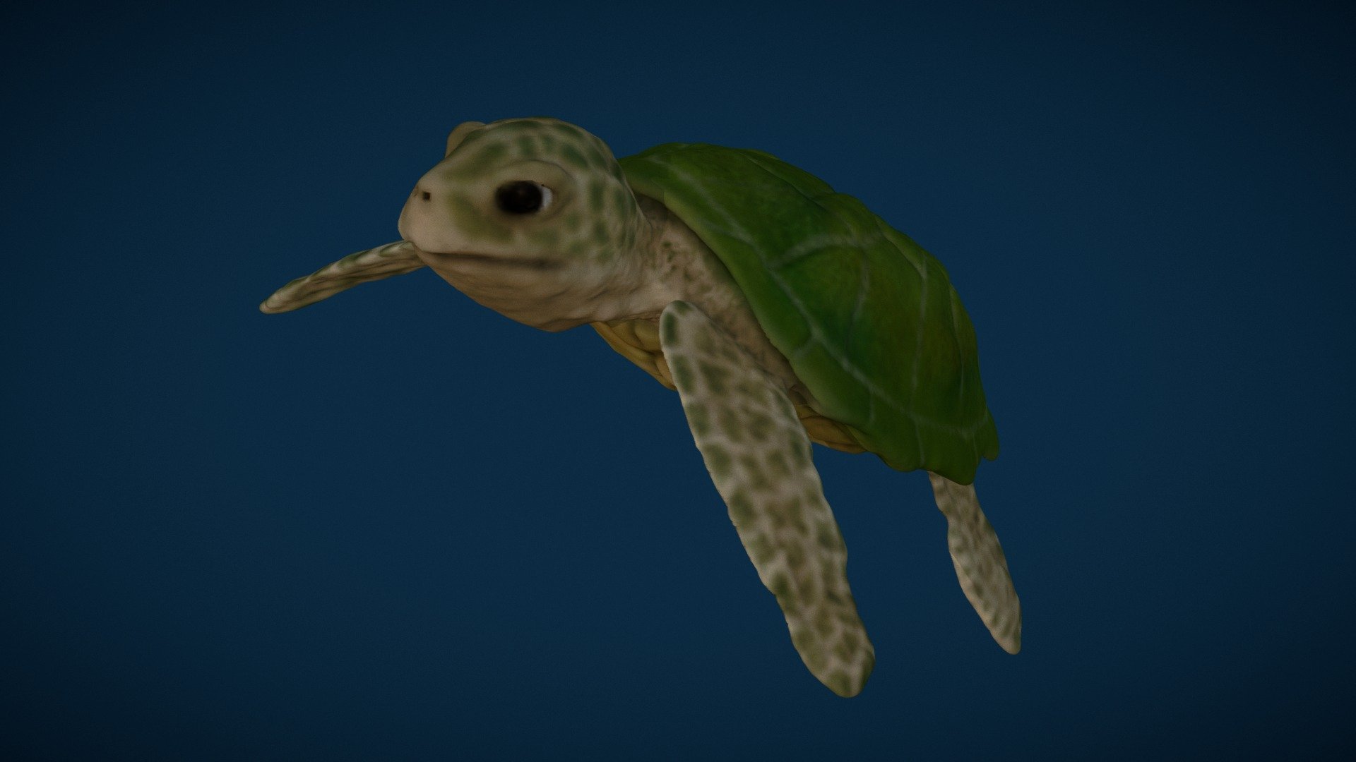 Green Sea Turtle - 3D model by Shane (@TheDreamingState) [e86f33c ...