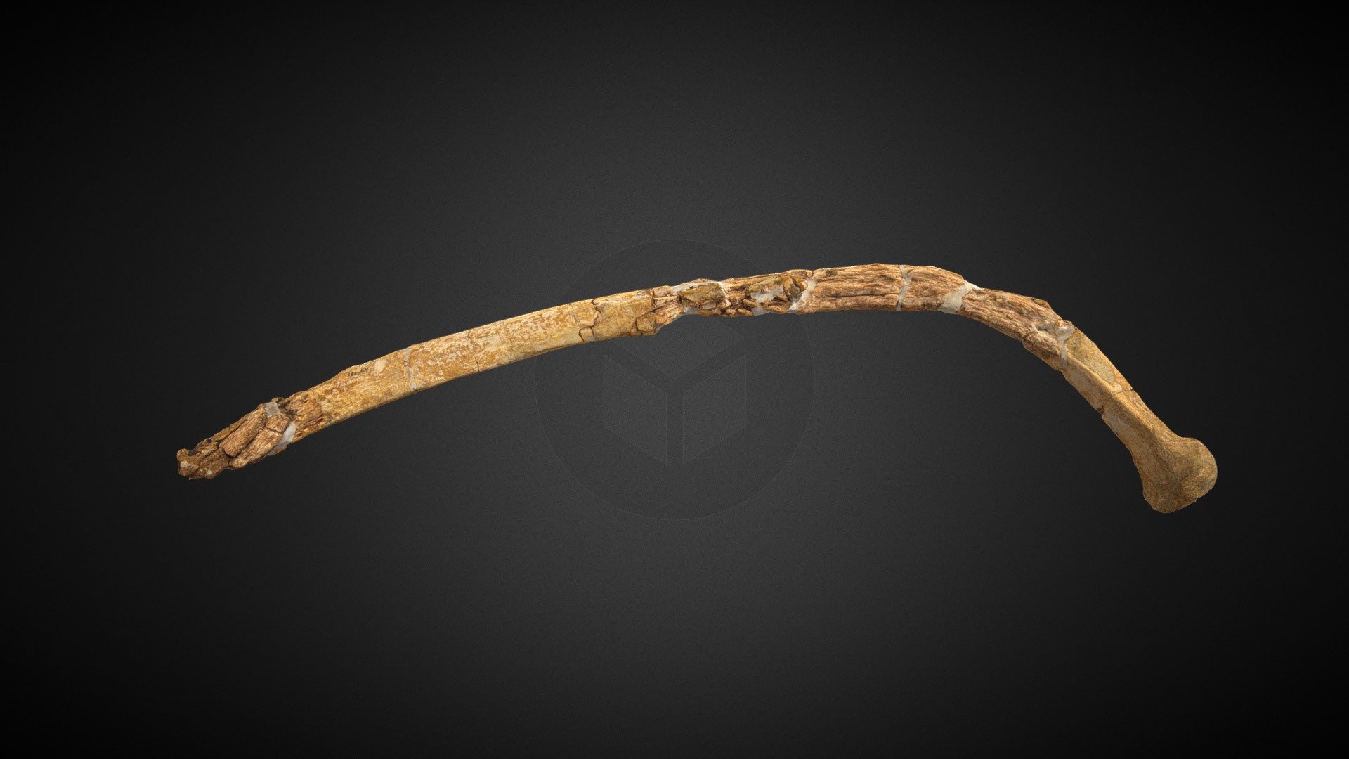 Prodeinotherium KJ_91 - 3D model by rivkar [e87878b] - Sketchfab