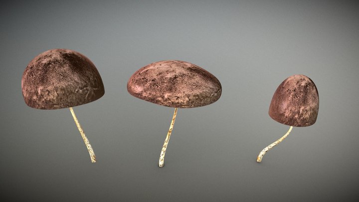 Mush 3D models - Sketchfab
