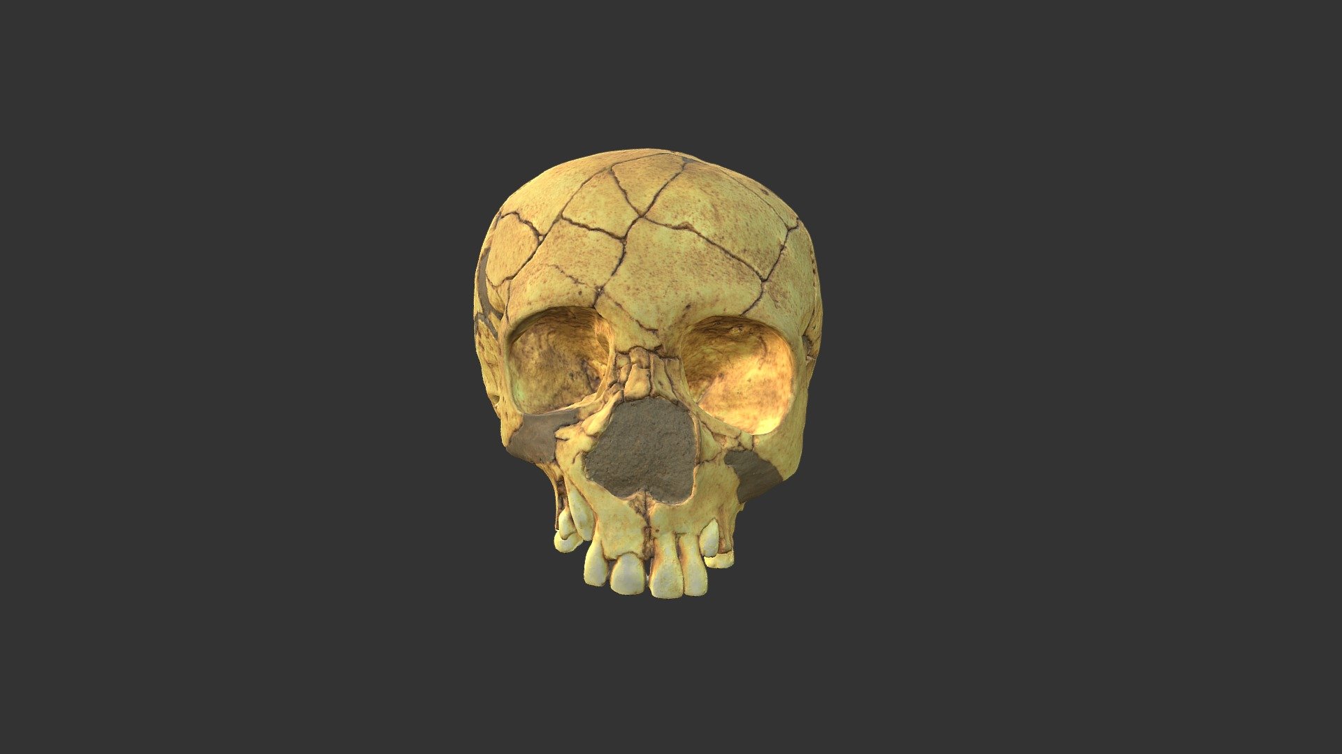 Teshik Tash Skull - 3D model by Wellesley College (@WellesleyCollege ...