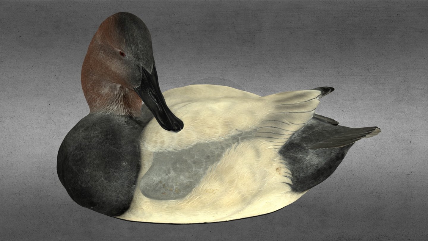 Duck Decoy - 3D model by Direct Dimensions (@dirdim) [e8824ec] - Sketchfab