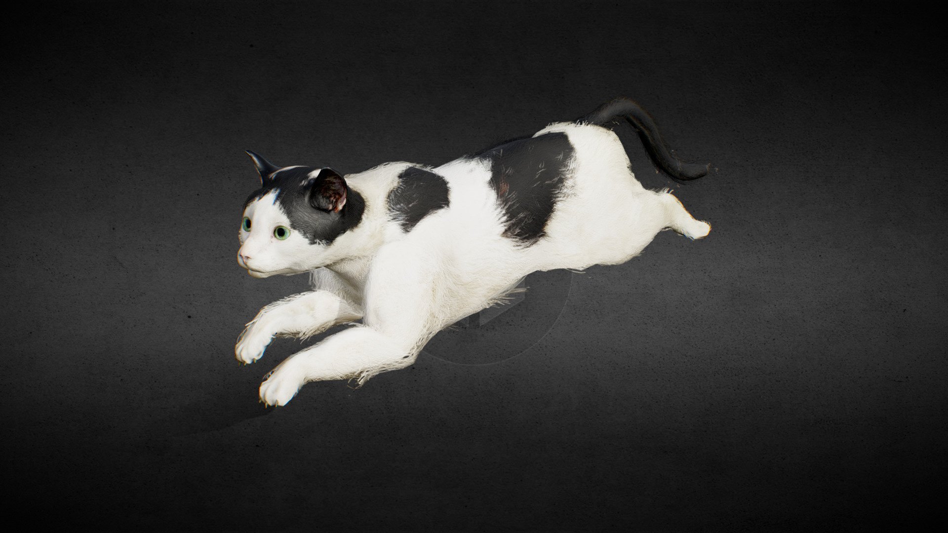Cat Animated AAA - Buy Royalty Free 3D model by Kasit Studio (@kasit ...