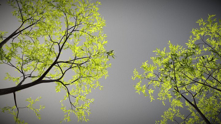 Nature 3D models - Sketchfab