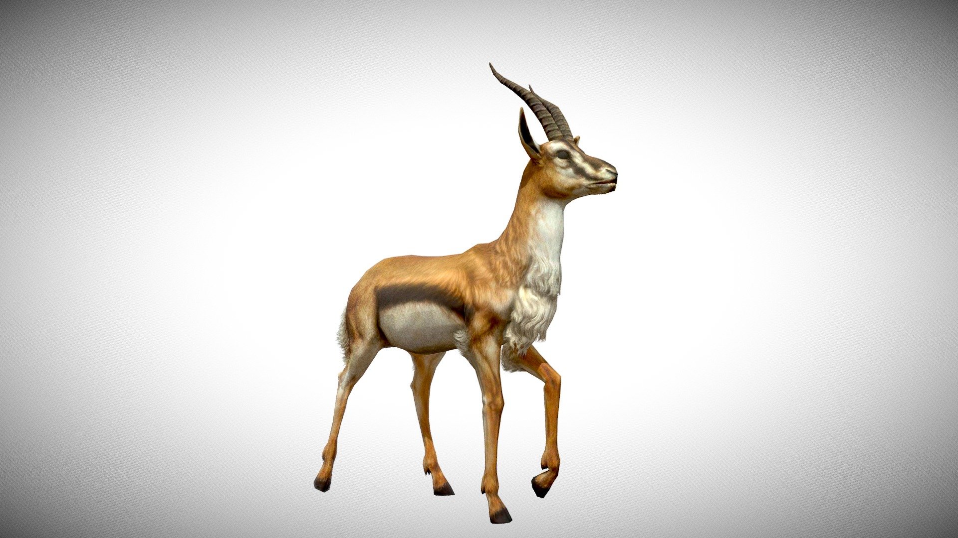 Gazelle - 3D model by ElectroNick [e88cb7e] - Sketchfab
