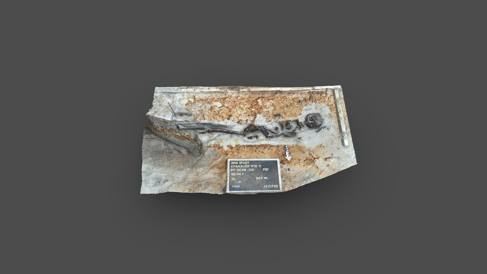 2023 BRB BEF 74 PL 1 infant - 3D model by praehist3d [e88cdf6] - Sketchfab