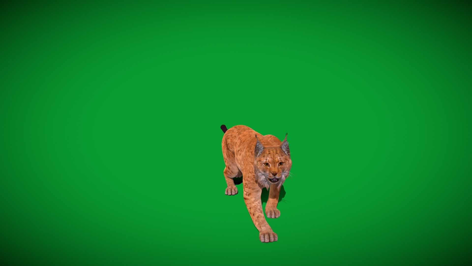 Carpathian Lynx - 3D model by Nyilonelycompany [e88d95b] - Sketchfab