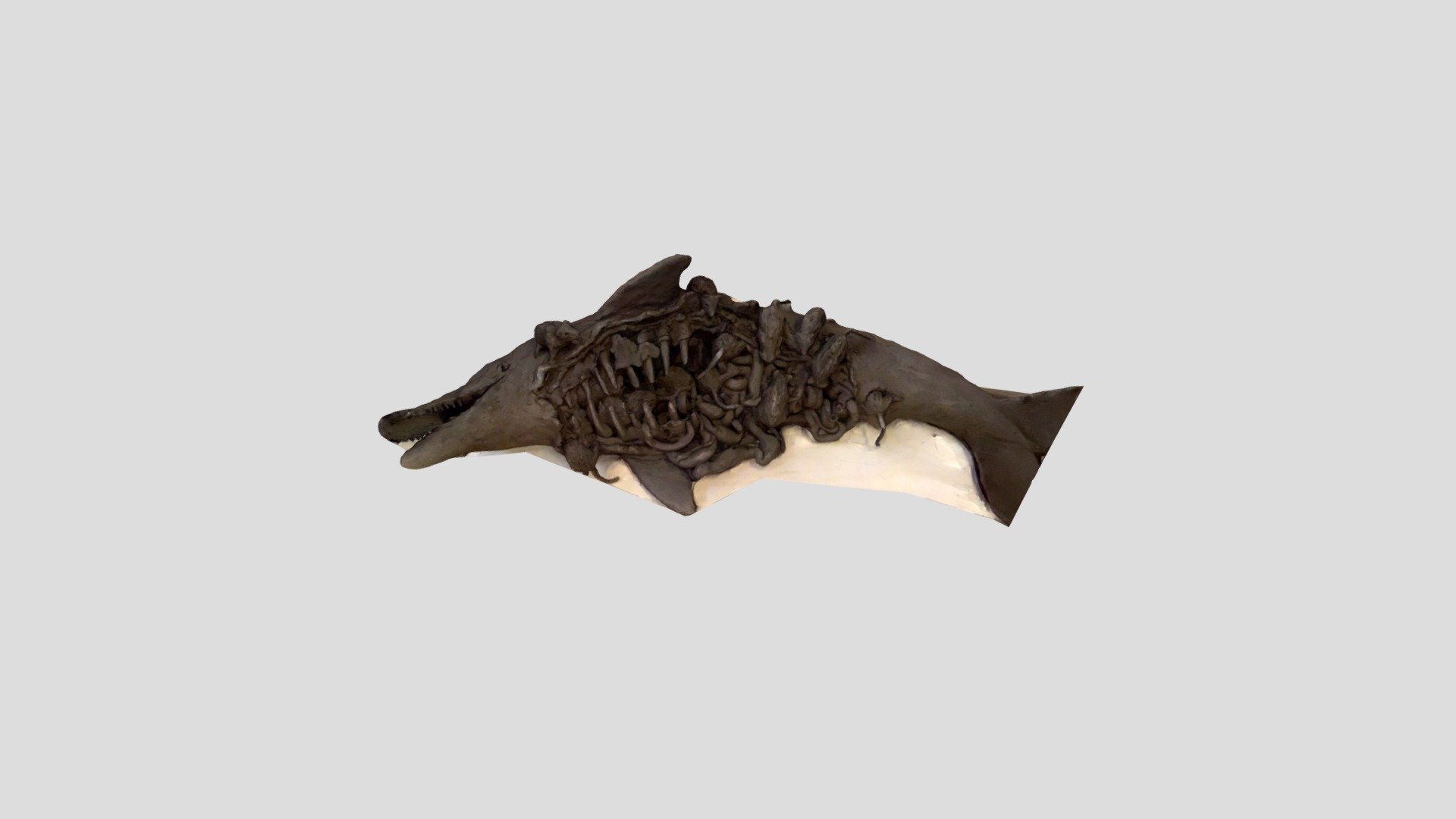 dolphin and rat - Download Free 3D model by Deferedefe [e88f369 ...