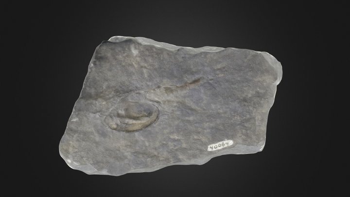 Phyllocarid 3D models - Sketchfab
