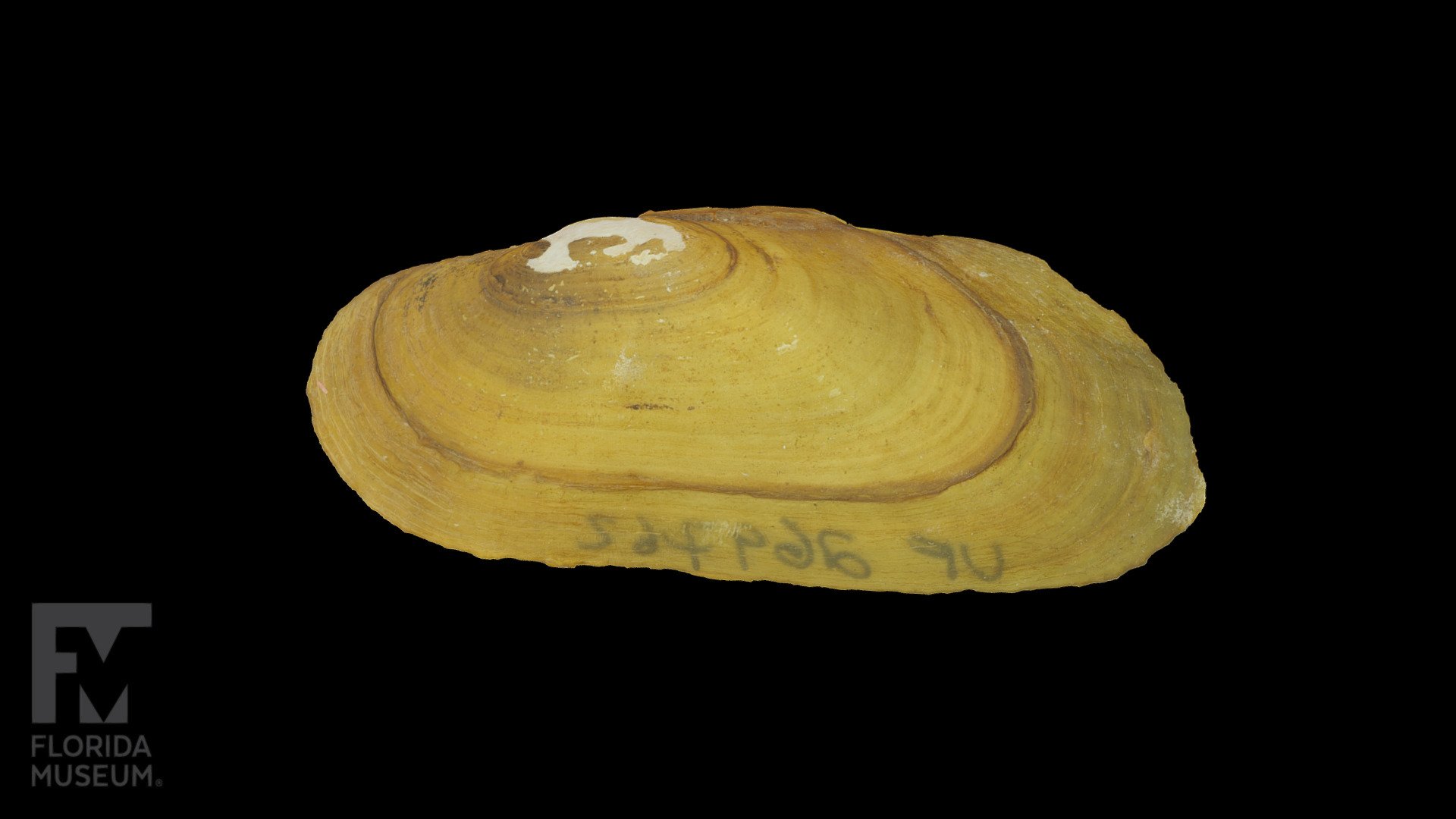 Spectacle case pearly mussel - Freshwater Mussel - 3D model by ...
