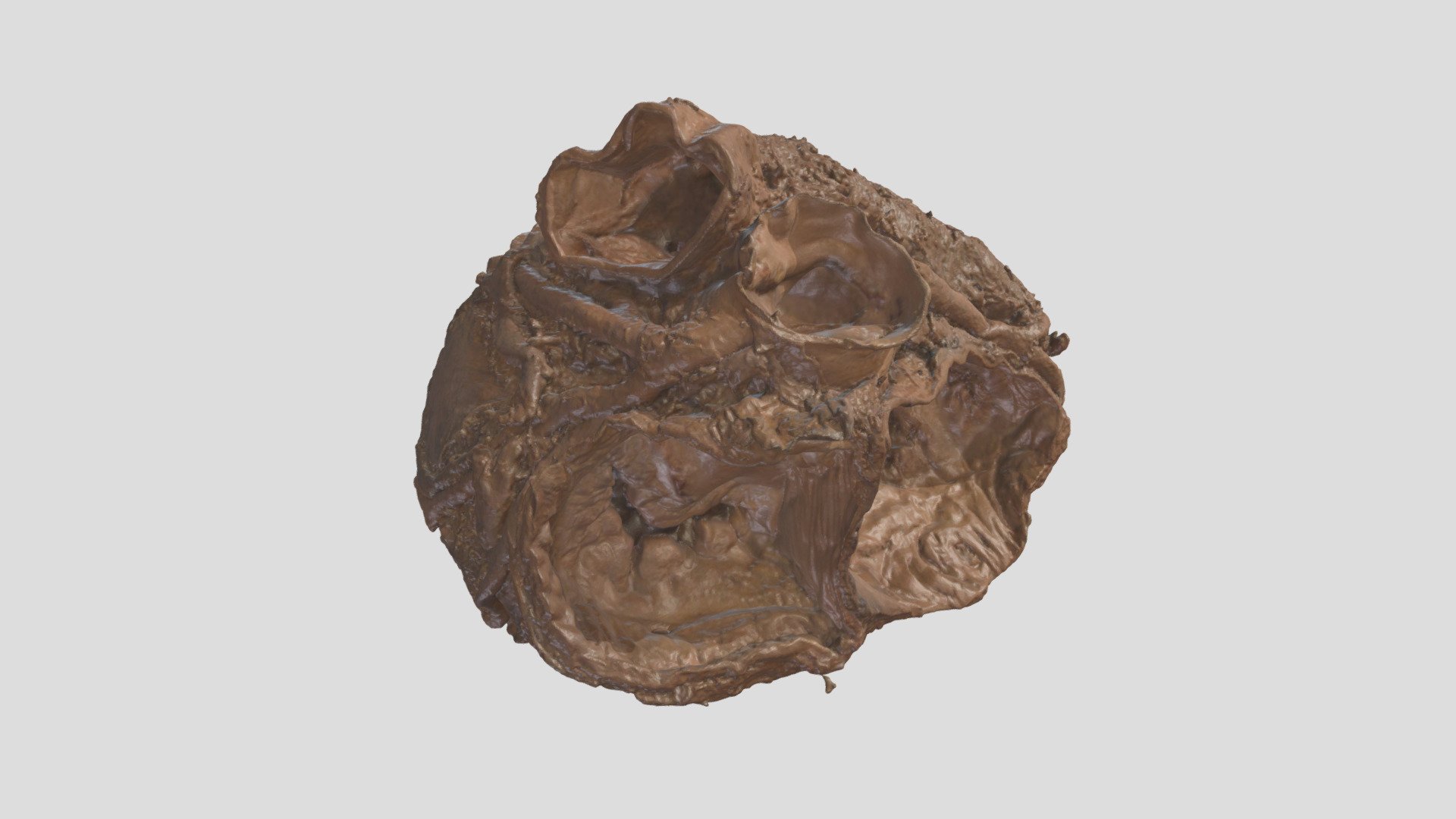 Heart Ventricles - Download Free 3D model by CU Modern Human Anatomy ...