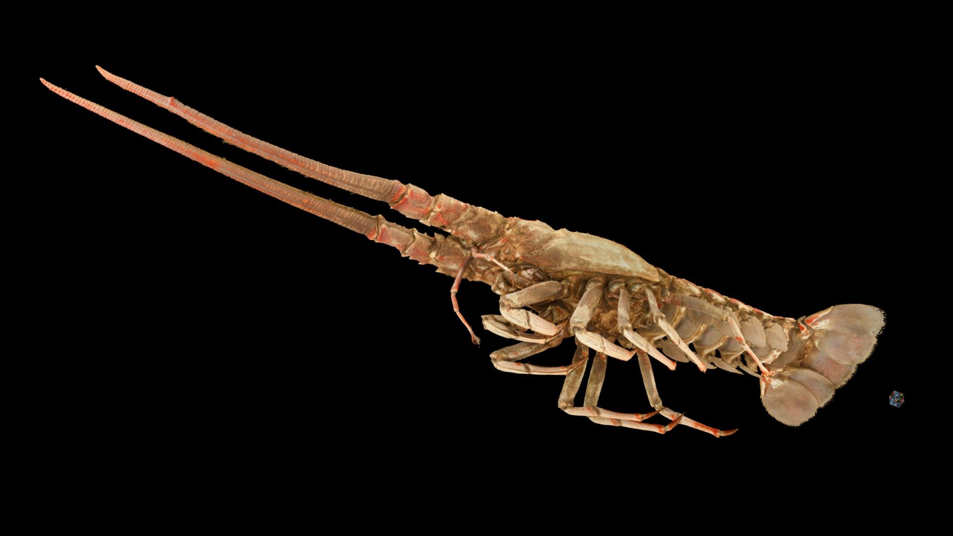 ハコエビ Spear Lobster, Linuparus trigonus - Download Free 3D model by ...