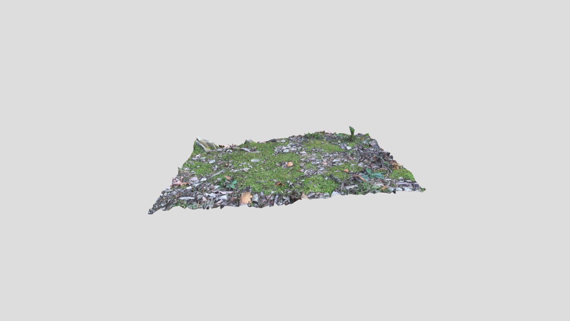 Ground-moss-fores-square-2k - 3D model by ratnesh0909 [e8adea1] - Sketchfab